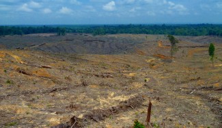 Pulp & paper | Eyes On The Forest